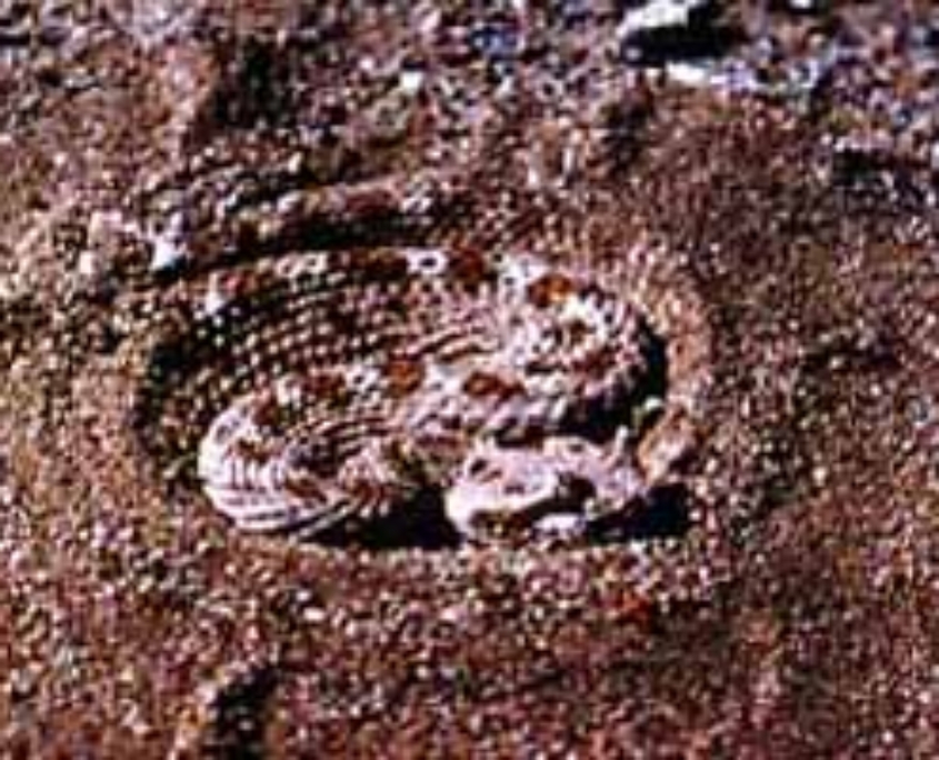 Animal Loop Trail - Desert Tortoise Preserve Committee, Inc.